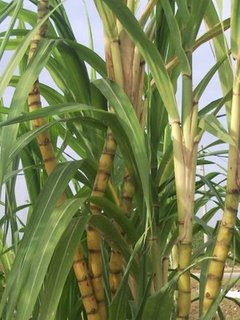 Catatan Hati: Belajar Ketawadhu'an dari Tebu