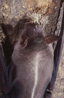 Synapsida: Bats That Eat Fish