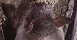 Synapsida: Bats That Eat Fish