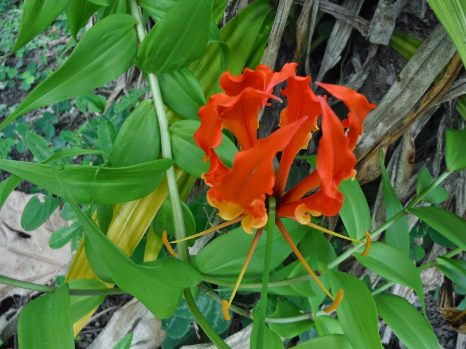 Ramirez Family: RAROTONGA, COOK ISLANDS FLORA AND FAUNA