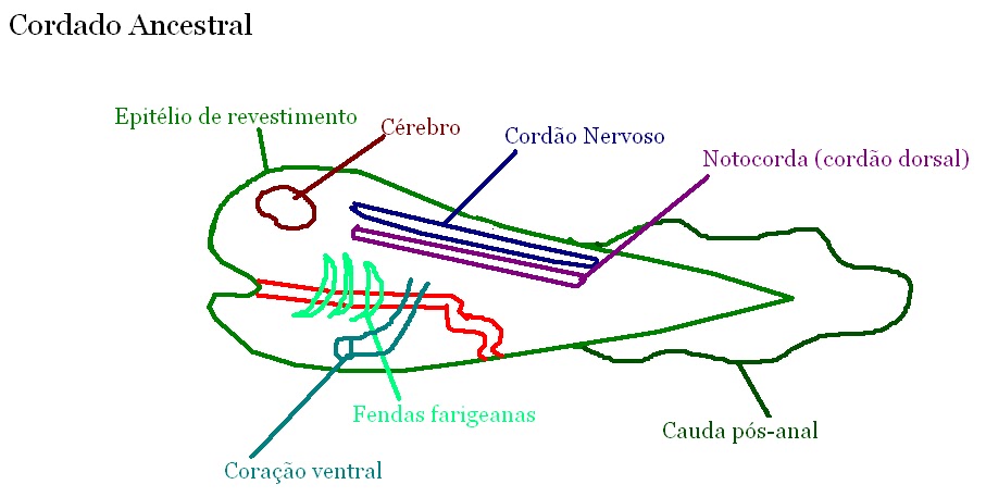 ciencias 7° ano: Cordados