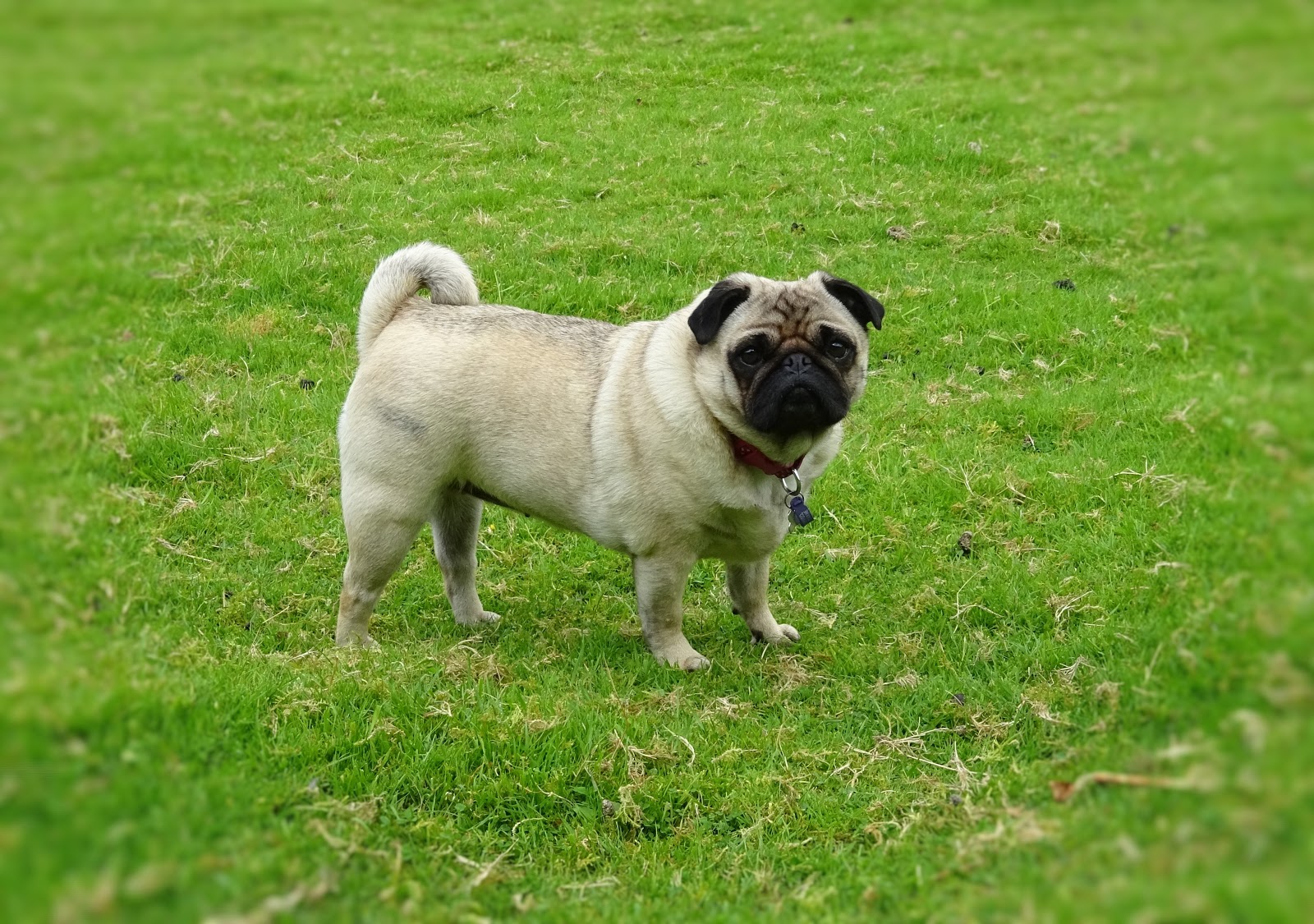 Our New Life in the Country: Sheep, Lambs ... and a Sheep Coloured Pug