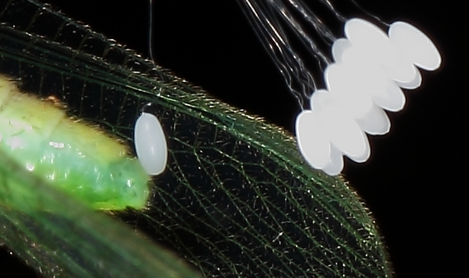 BunyipCo: November 2016