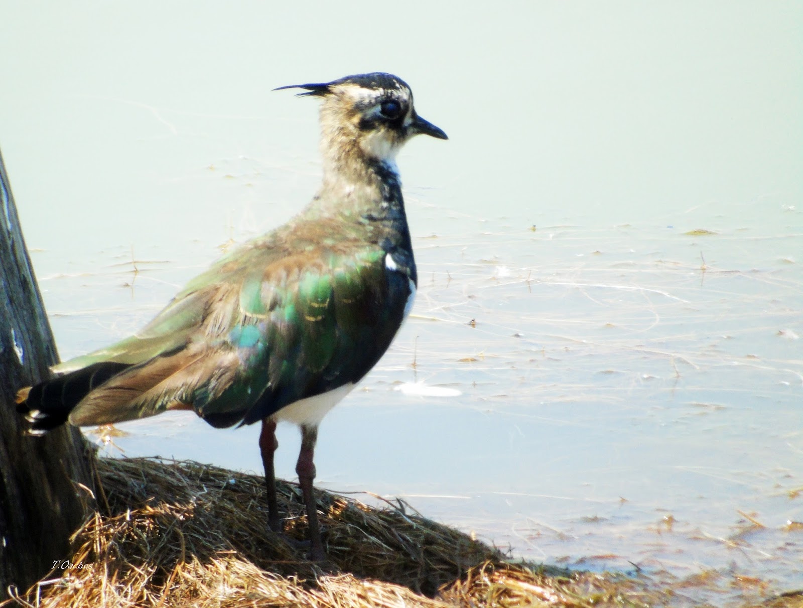 PASARI DIN ROMANIA: NAGAT, Vanellus vanellus