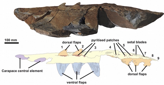Palaeos, la historia de la Vida en la Tierra: Palaeos, la entrevista ...