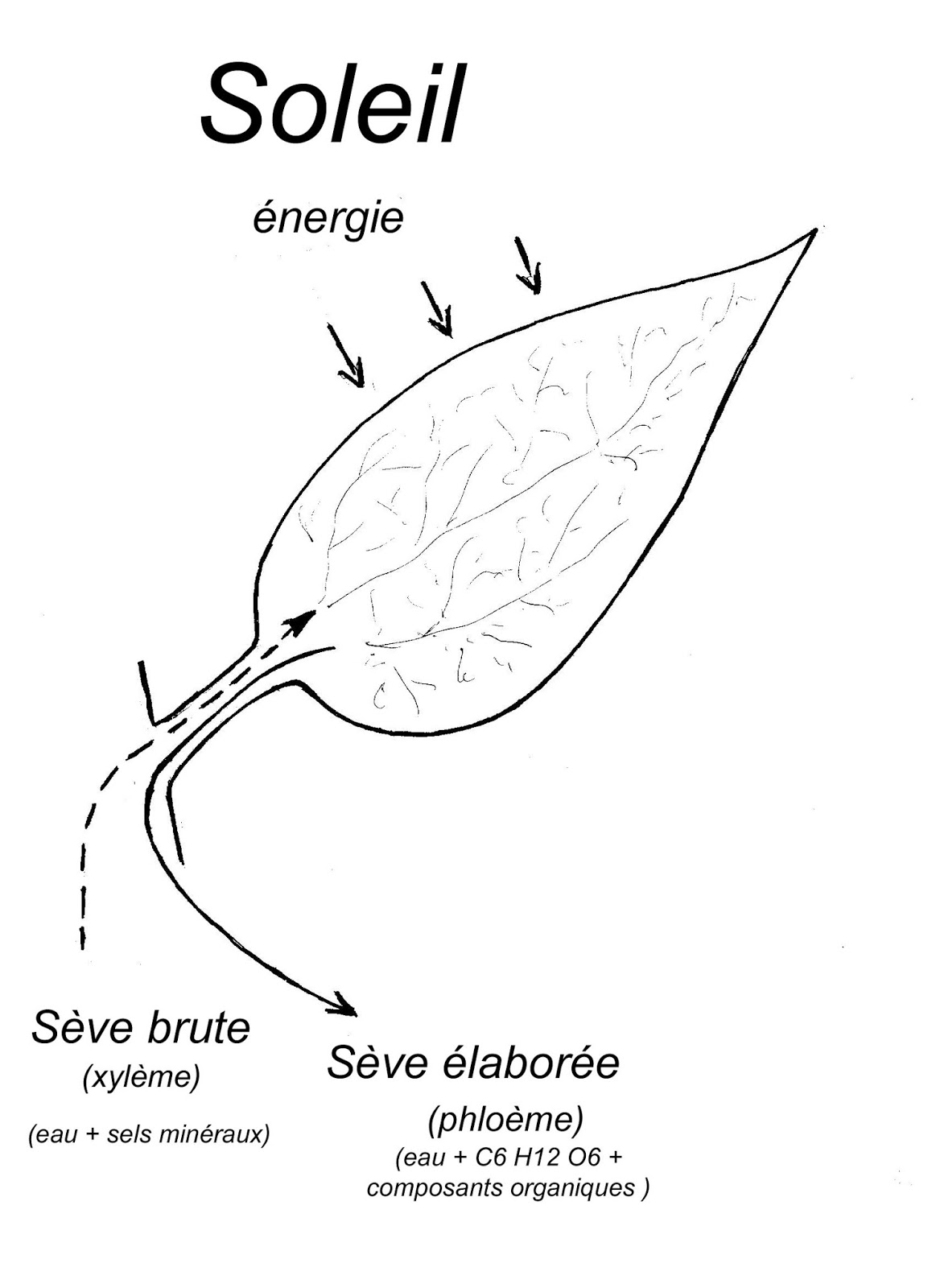 Les secrets de la taille et de la greffe des arbres fruitiers bio : La ...