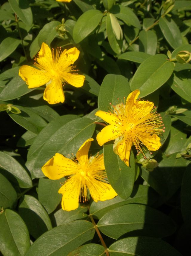 Future Plants by Randy Stewart: Hypericum