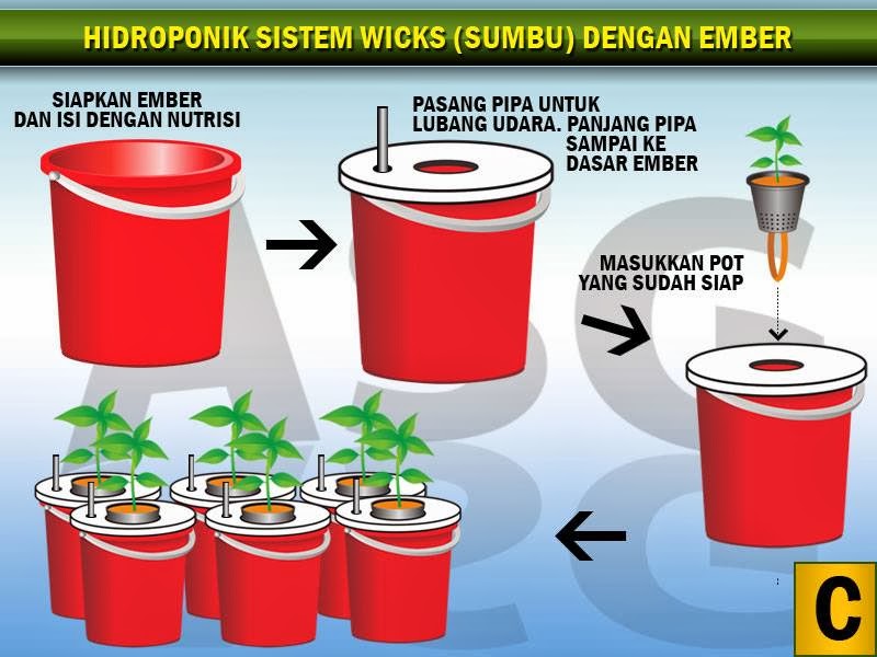 Contoh Menanam Tomat dan Cabe Hidroponik - Budidaya Tanaman Hidroponik