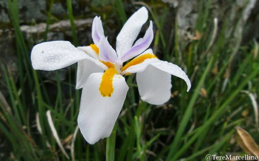 Tere Marcellino: Moréia Branca- Dietes Bicolor...
