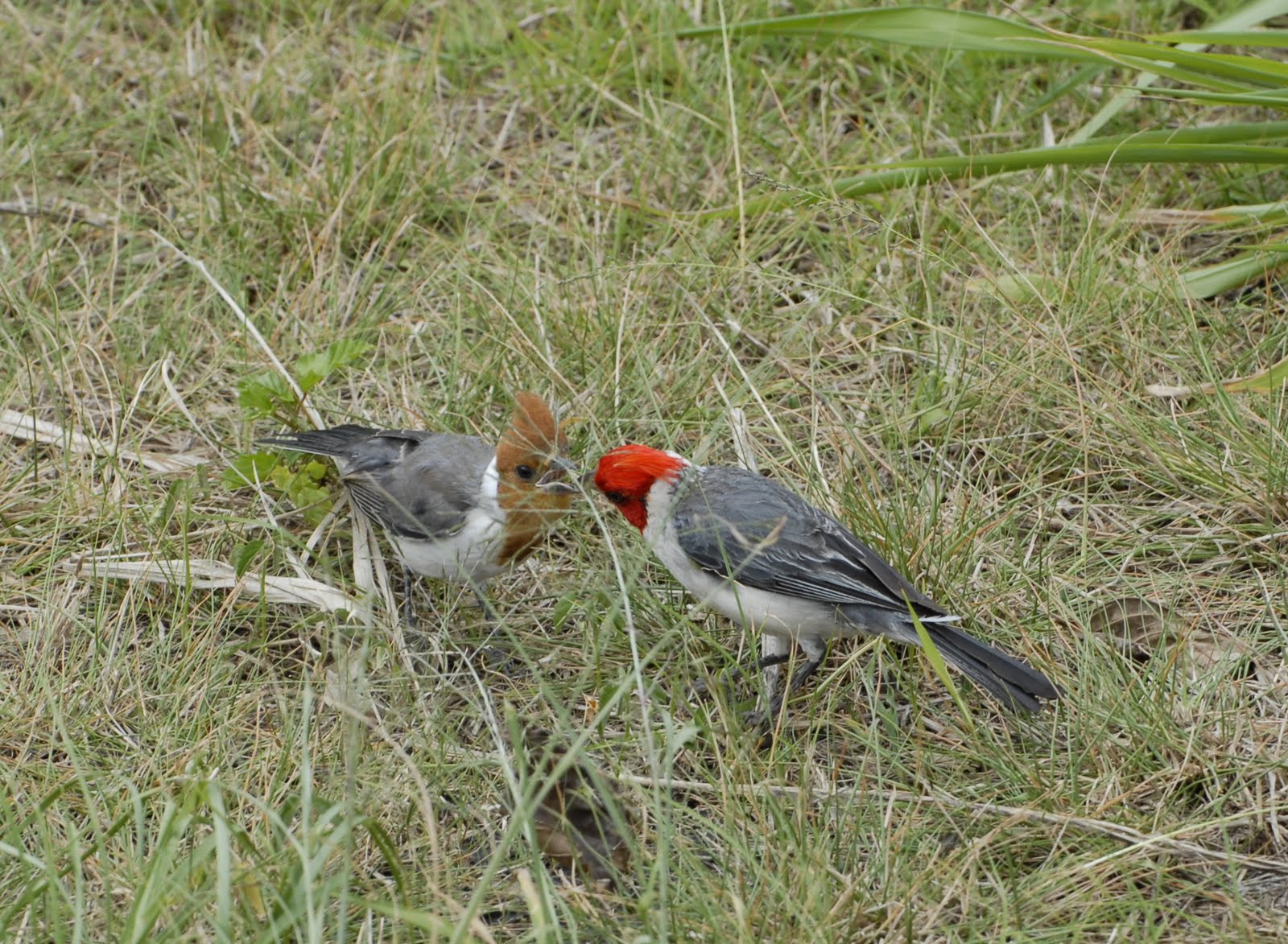 Savoring Servant: Birds on Oahu