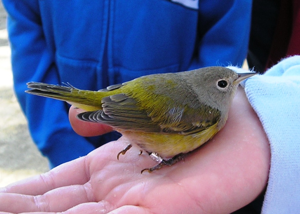Birding Is Fun!: The Talbot Family Visits the Idaho Bird Observatory