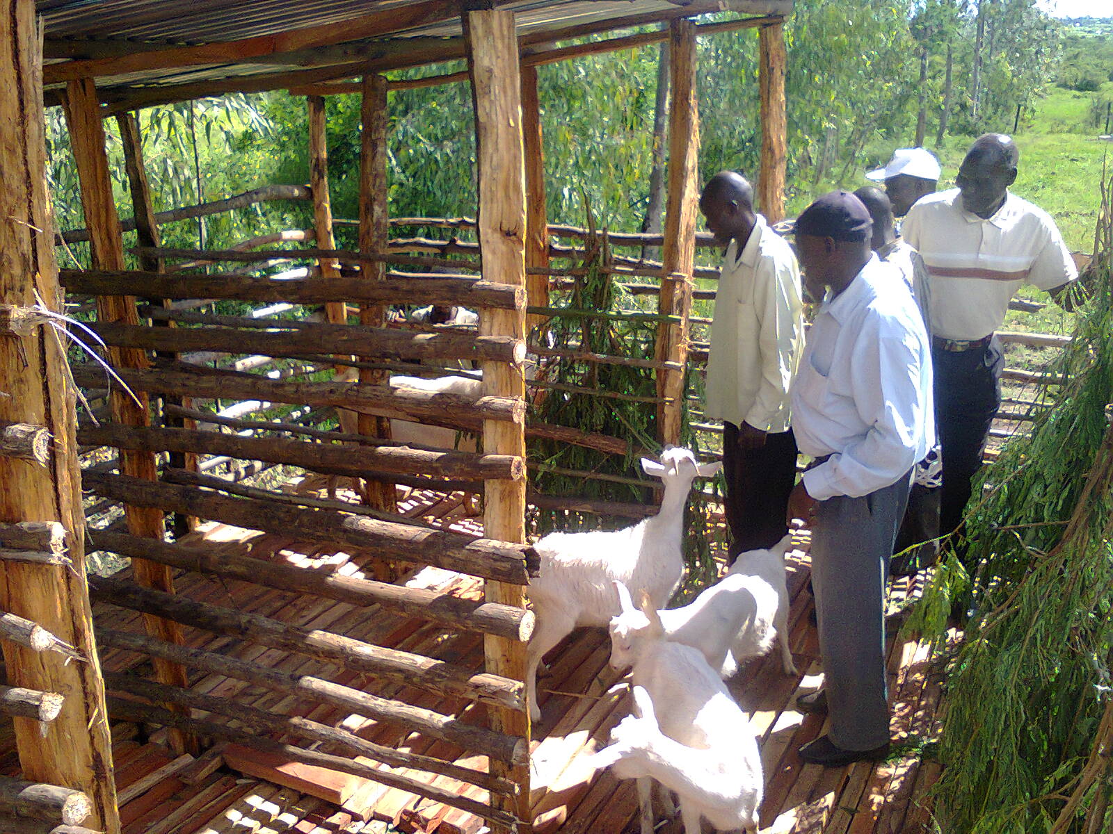 Kisumu Adventures: Goats, computers and preparing for home