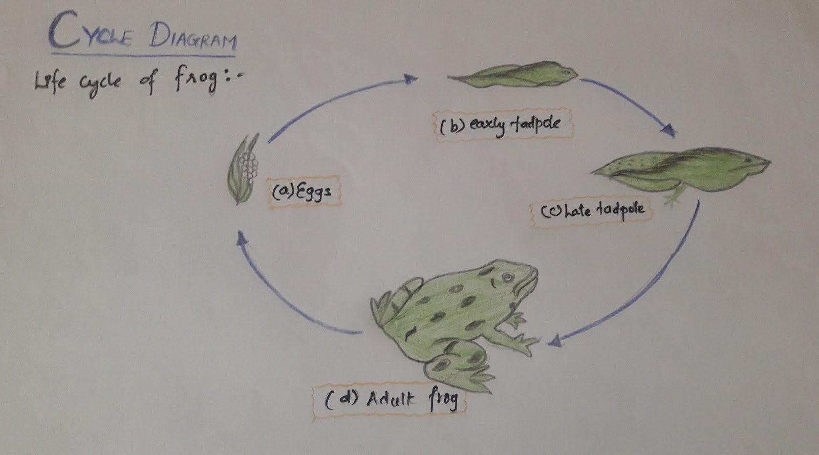 Global Science: Cycle diagram showing Life cycle of frog