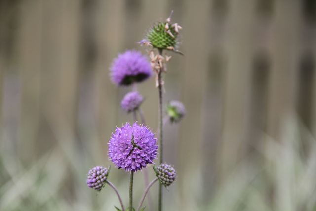 Staudecafeen: Lige om lidt! - Plantning af stauder