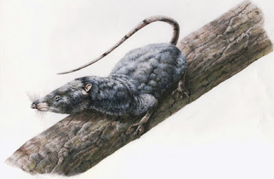 Variety of Life: Eutheria