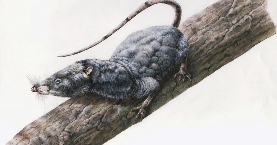 Variety of Life: Eutheria