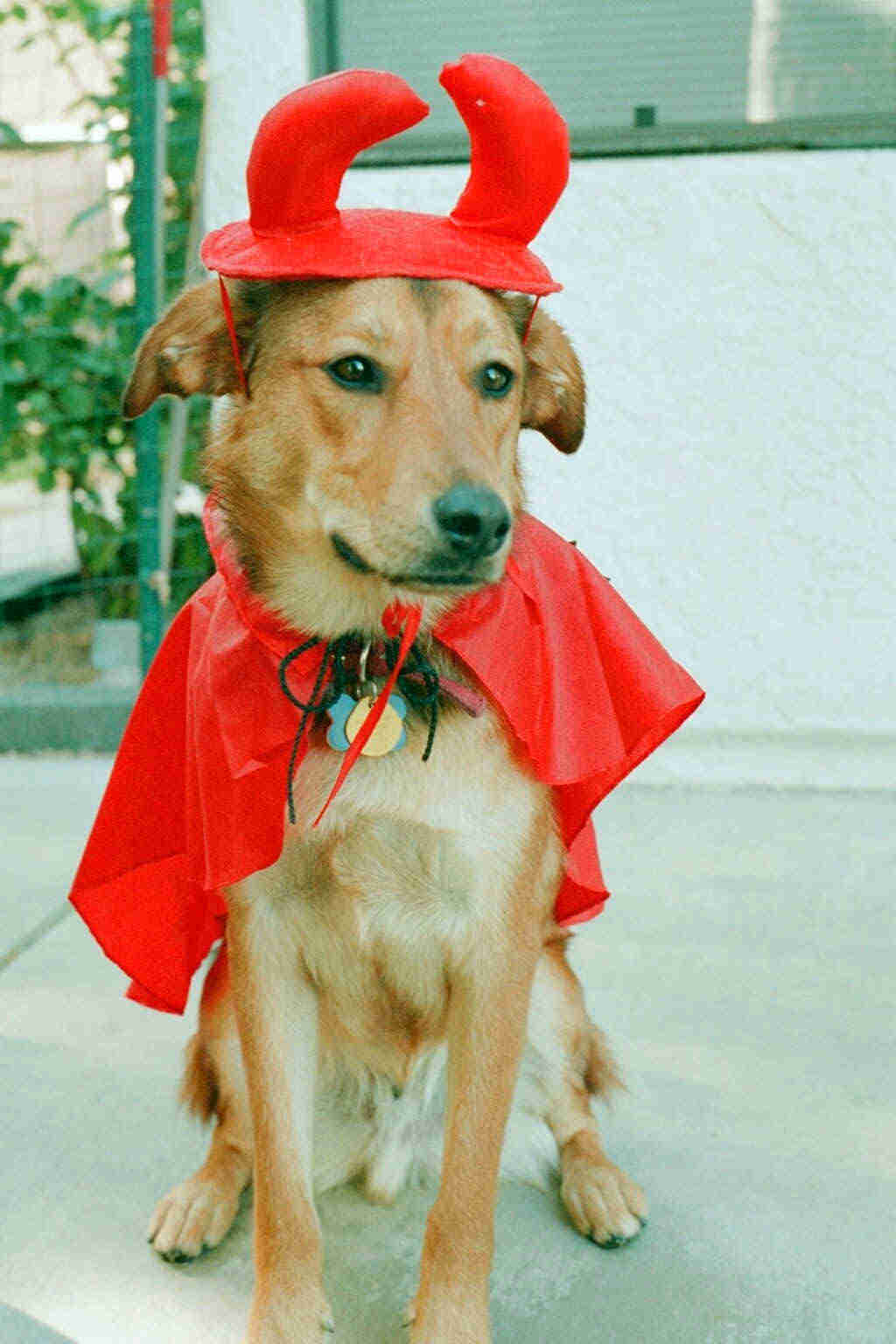 Bailey Chair for Megaesophagus: Bailey Chairs