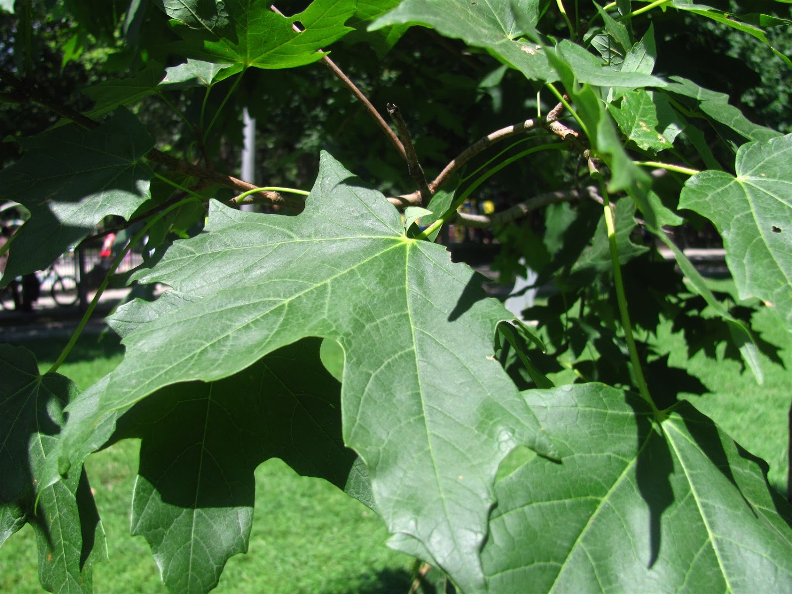 The World of Gord: A Summer Visit to KC's Tree