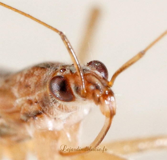 Portrait de Nabis rugosus