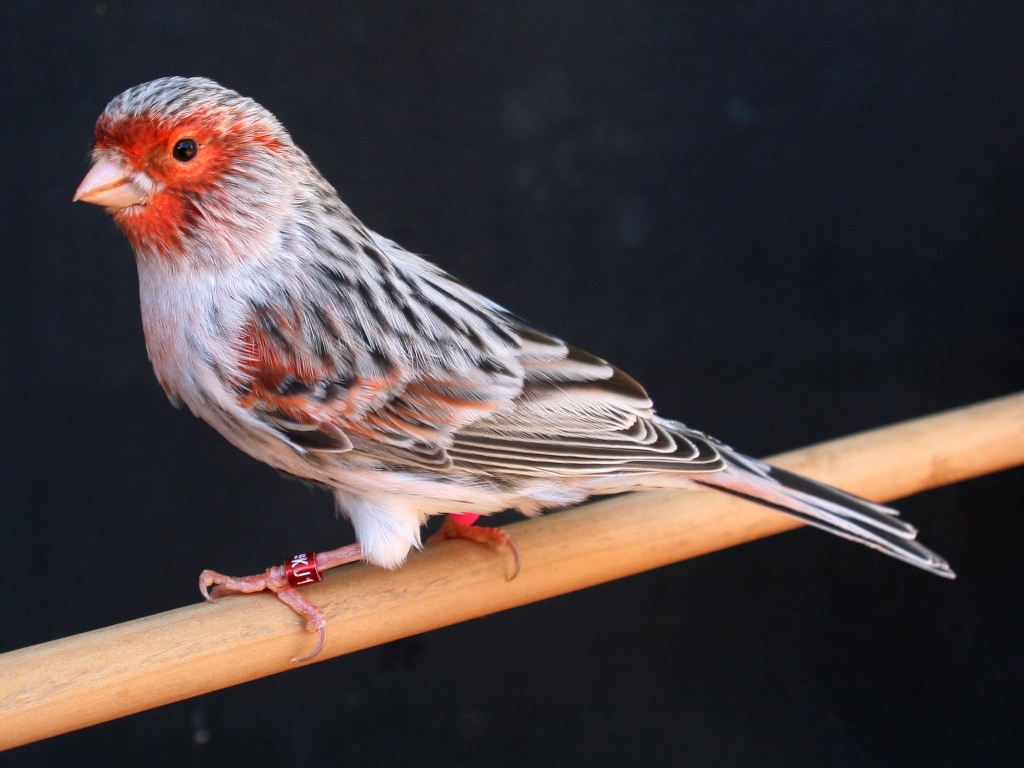 Projeto Belga: Entenda a coloração dos canários com fatores vermelho e ...
