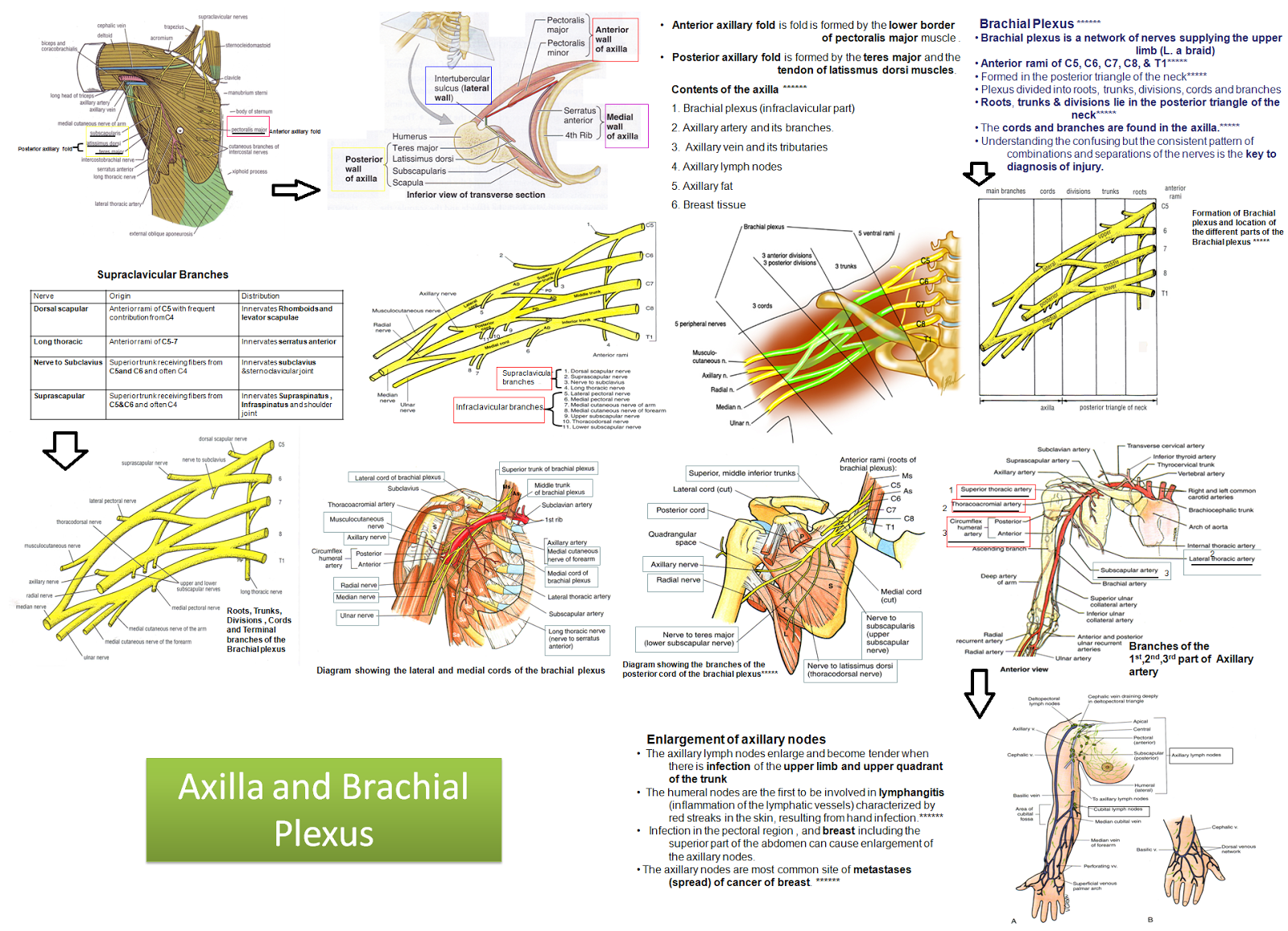 Medical Concept maps : Musculoskeletal system