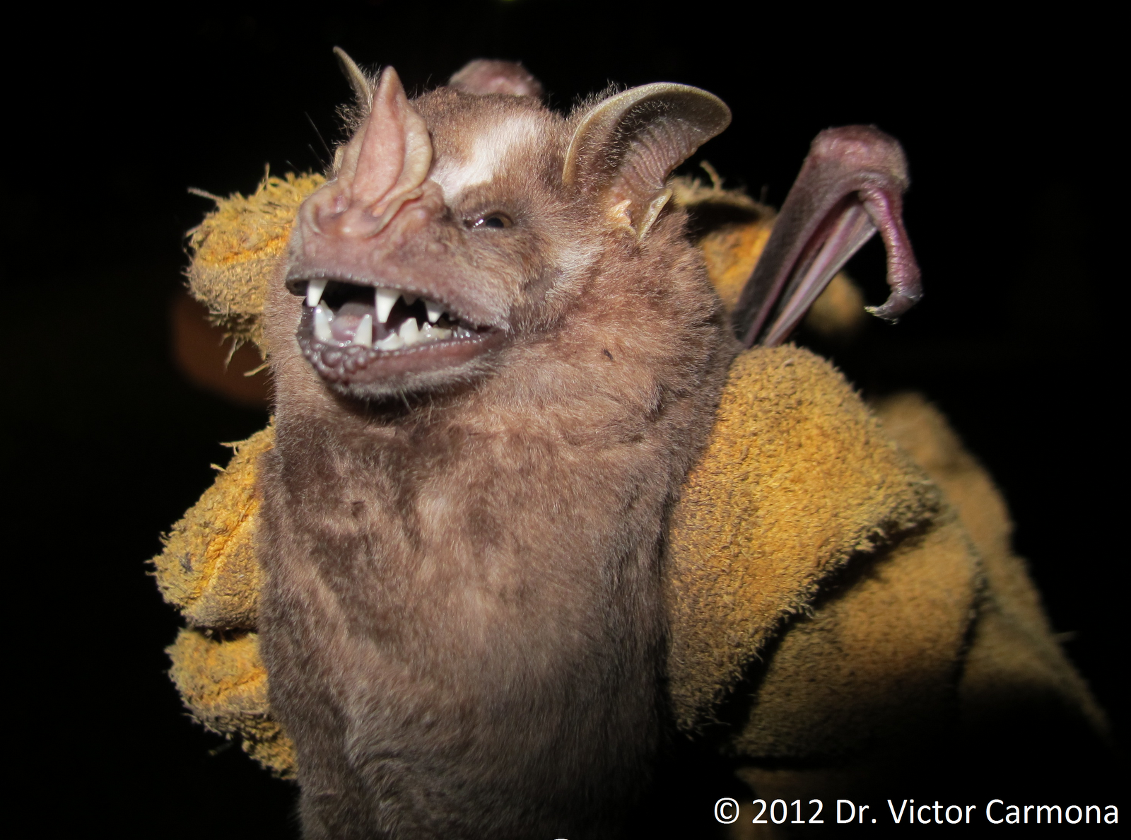 Carmona Lab @ UDM: Yellow-eared bat