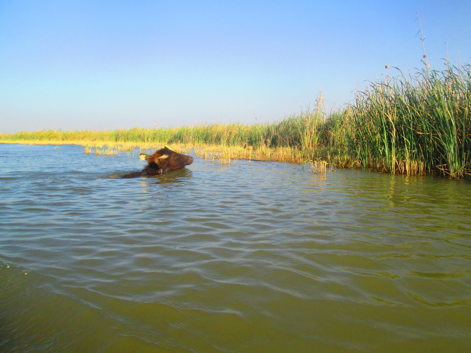 treatment wetlands: an important news for the most important and ...