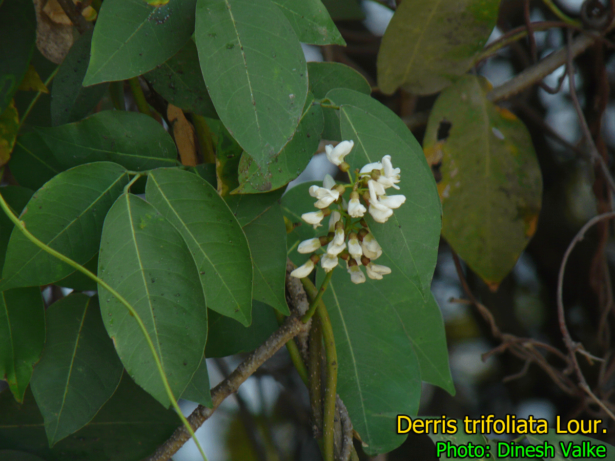 Medicinal Plants: Derris trifoliata, nalla tiga, പൊന്നുംവള്ളി, Uppu ...