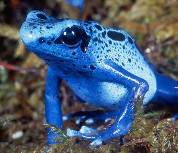 O BICHO MAIS VENENOSO DO MUNDO