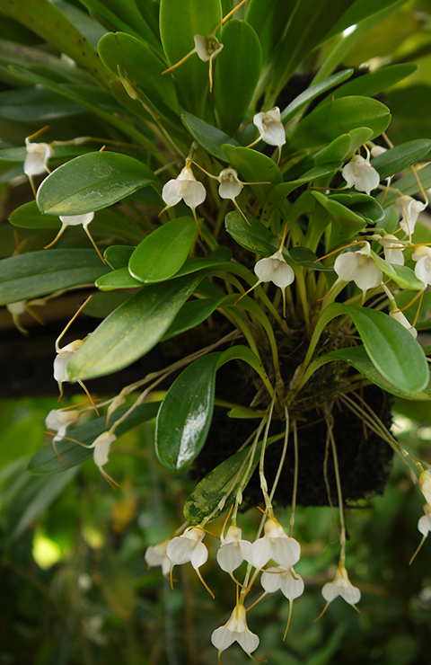 The Orchid Column: Masdevallia floribunda