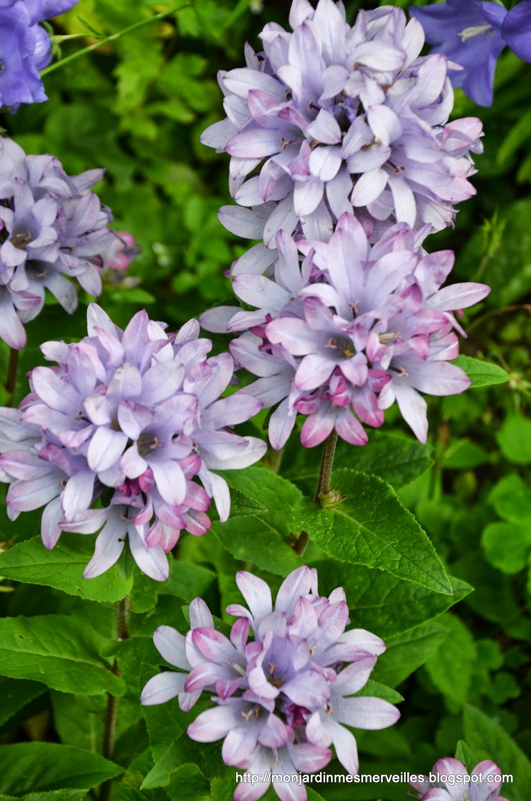 Mon Jardin Mes Merveilles: Zoom sur... Campanula glomerata 'Caroline'