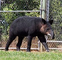 Biología Ambiental Grupo 358006-9: Link 1. Ficha técnica de fauna