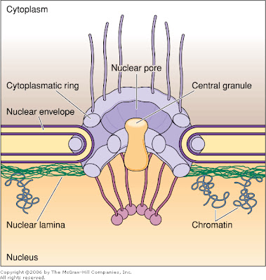 De Histology: Nuclear Envelope
