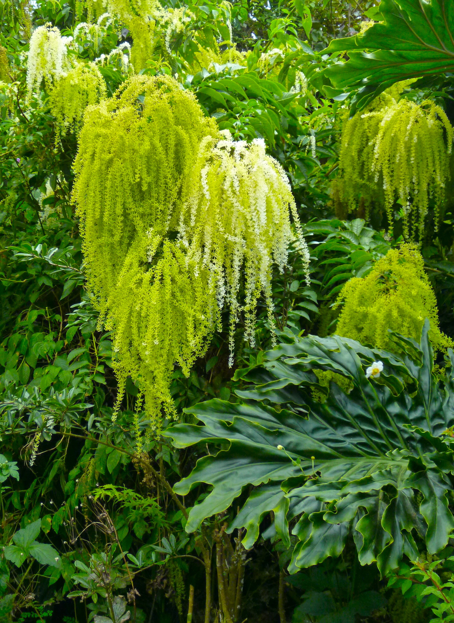 60 Years of Making Art: Guatemalan flowers