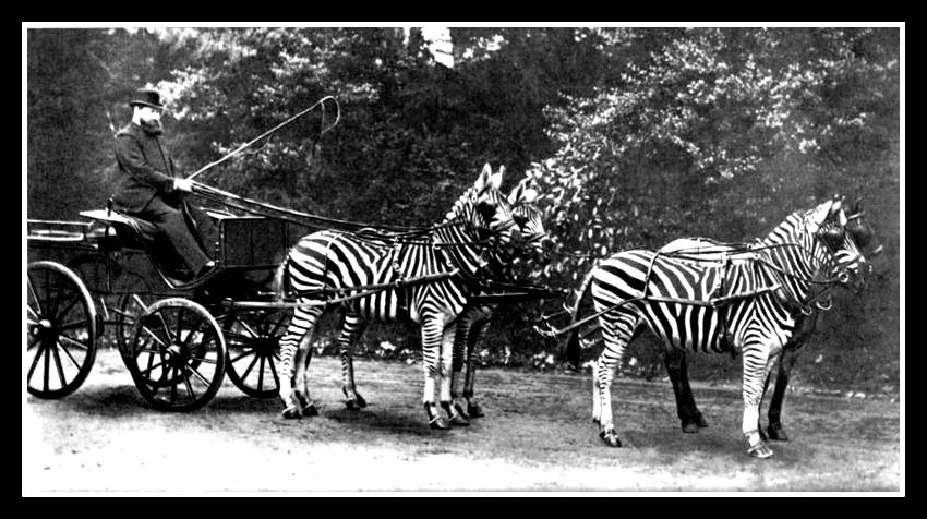 Tales of Goldstone Wood: Z is for . . . Zebra?