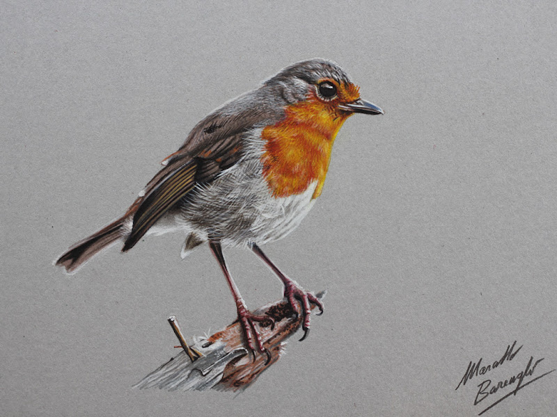 Drawing a robin bird - Marcello Barenghi