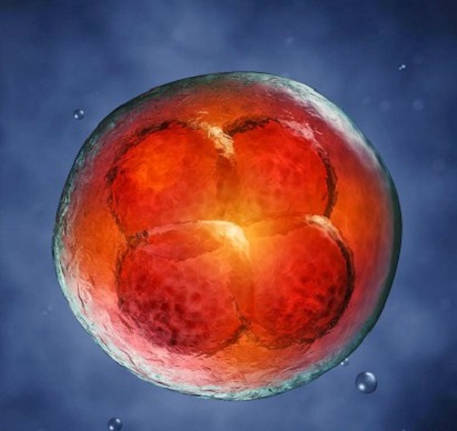 Pengertian Zigot Dan Pembentukannya