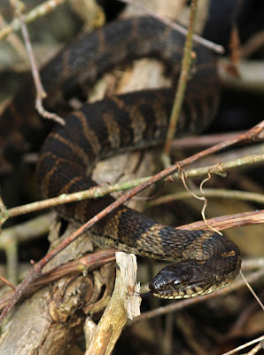 Jeff Foltice Photography: Northern Water Snake