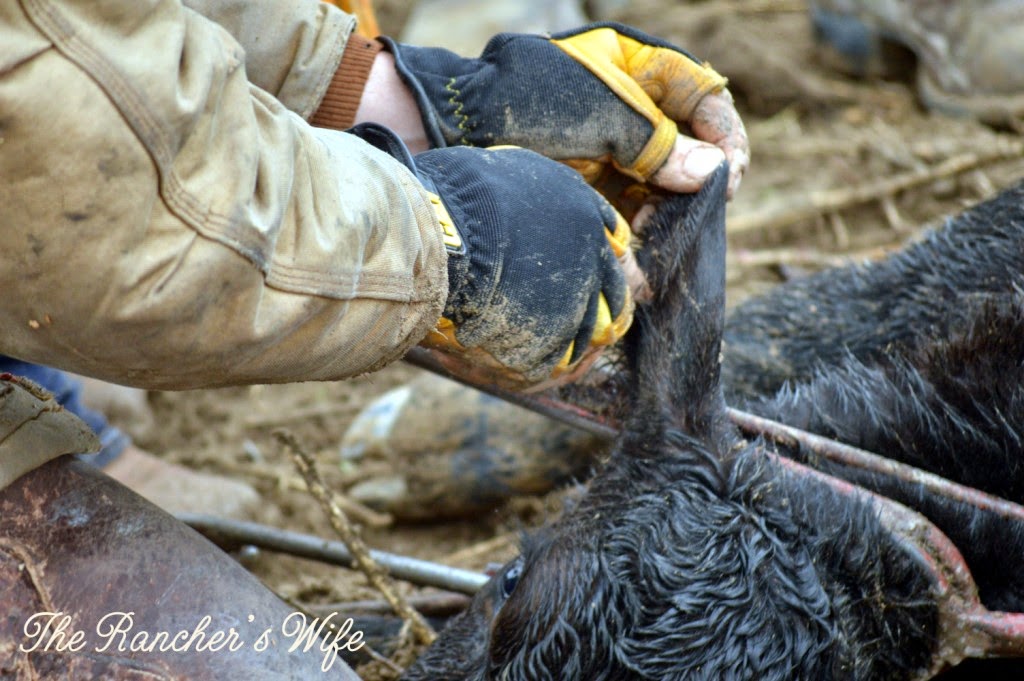 Days of Branding: Marking the calves - The Idaho Rancher's Wife