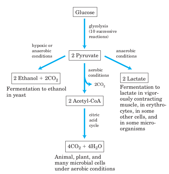 Destinos del piruvato