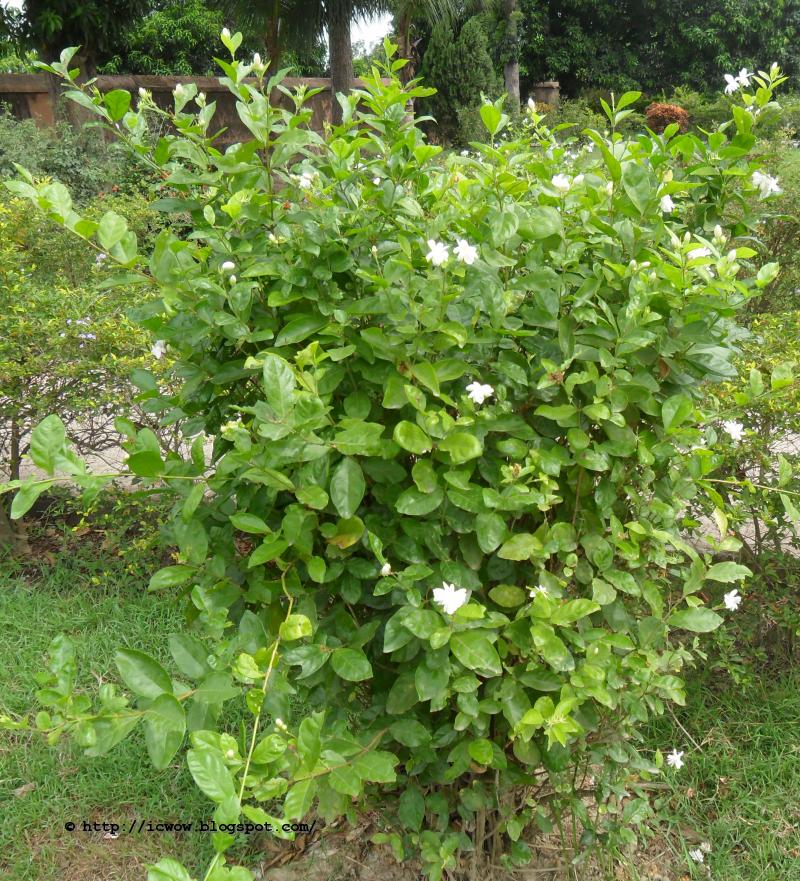 Beli Ful(বেলী ফুল) - Jasminum sambac