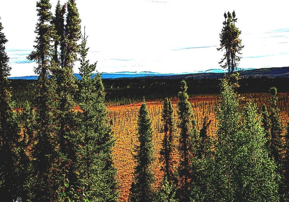 Taiga - Northern Boreal Forest
