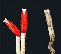 Cacing Tabung Raksasa, Pipa Hidup dari Dasar Samudra Hewan Laut ...