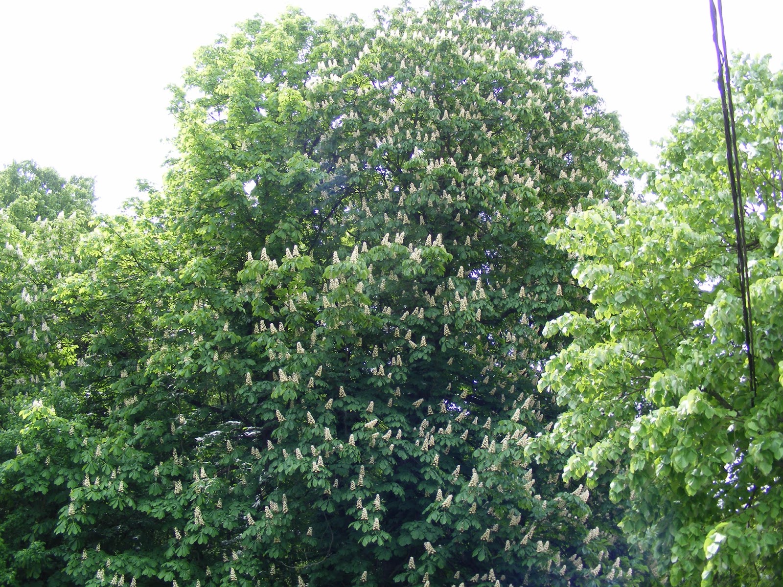 Calatoriile Mariei: O scurta calatorie prin Padurea Trivale, dupa Paste