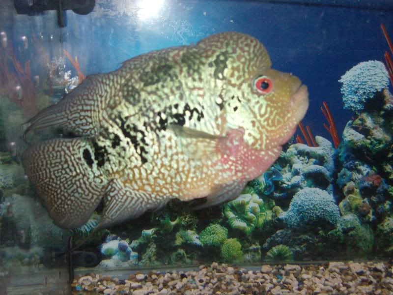 Flowerhorn The Hybrid Cichlids: Short Body Kamfamalau 2