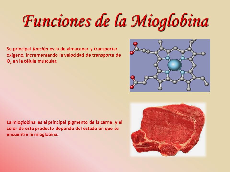 Bioquiuniverso : MIOGLOBINA