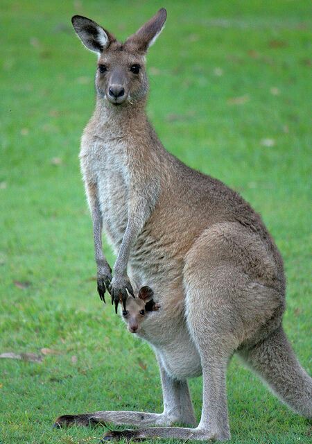 Beautiful Kangroo