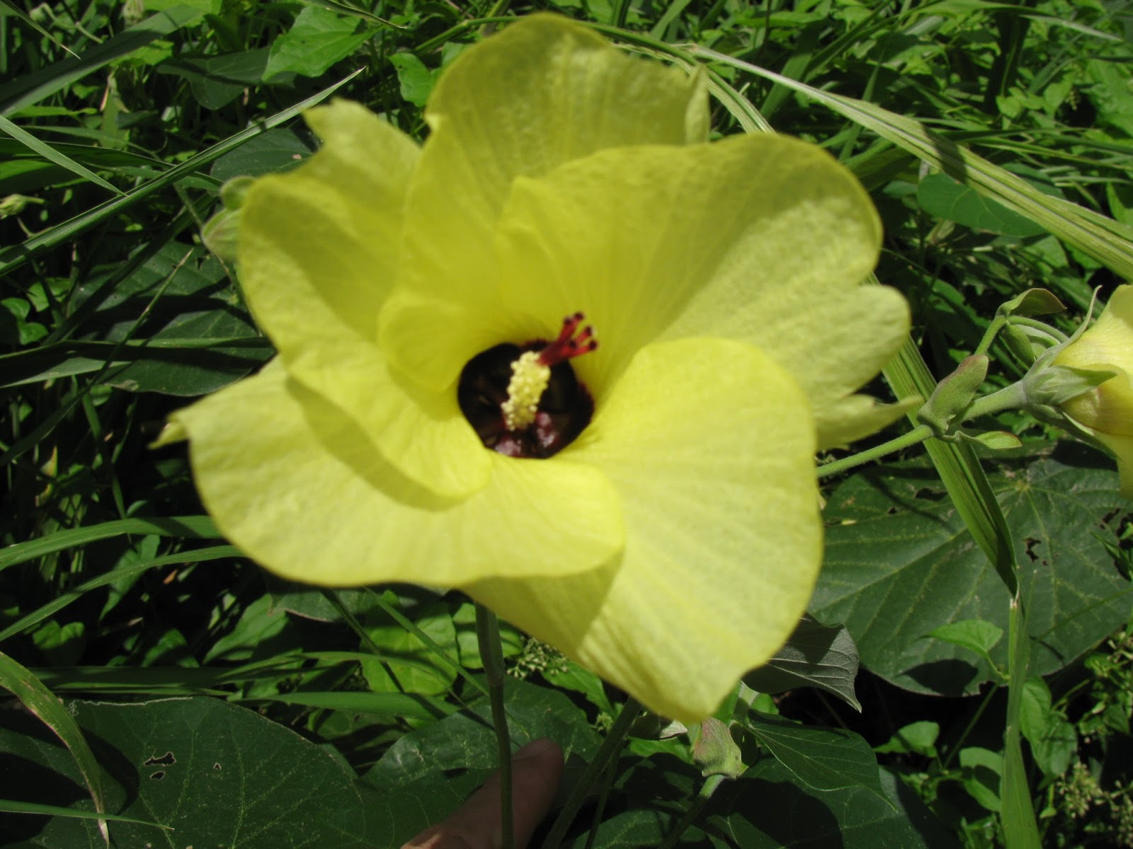 Flora and Fauna - Plants and Critters: Family Malvaceae - PART 1