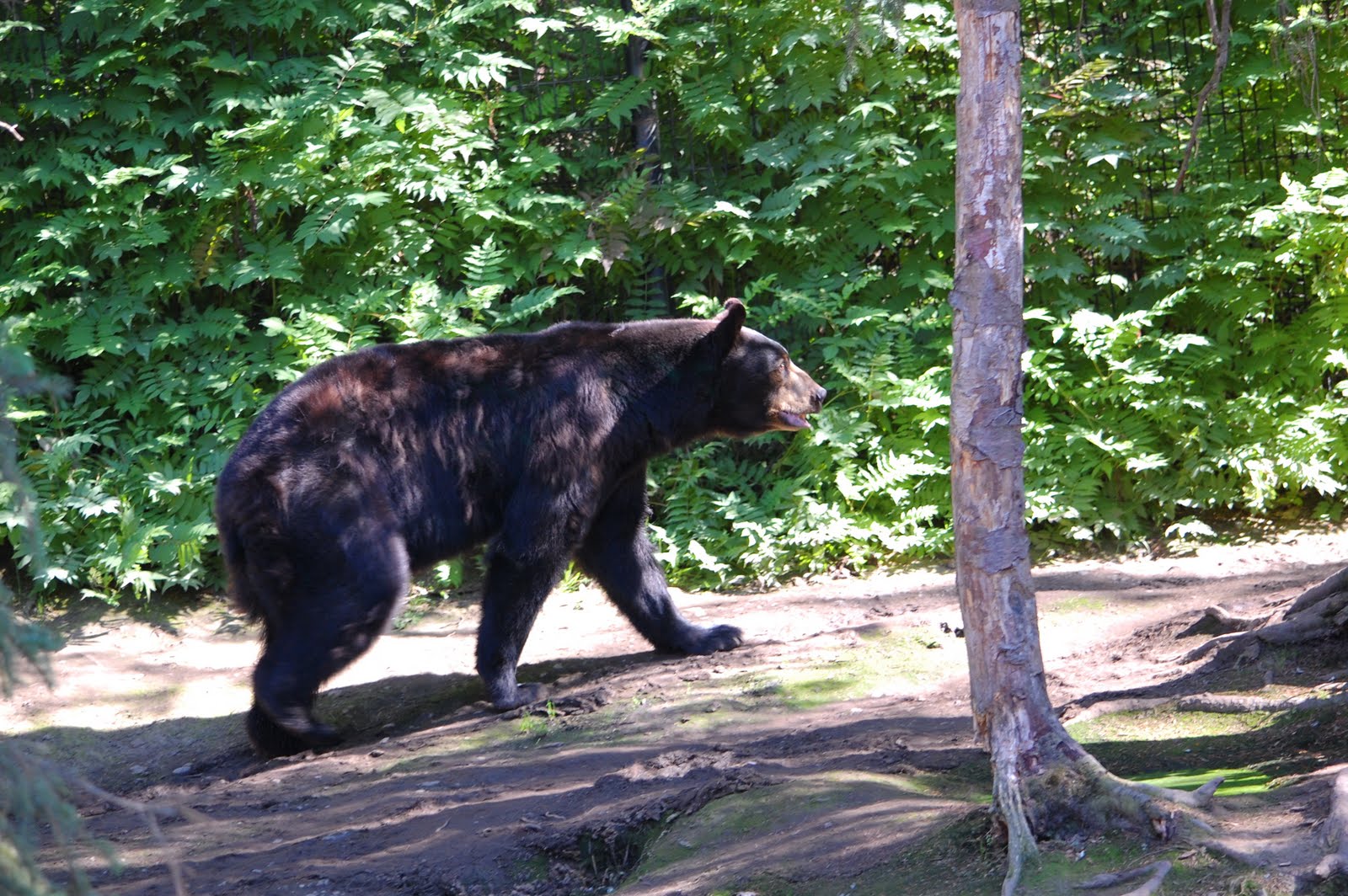 MJ Day Photos: Alaska Zoo