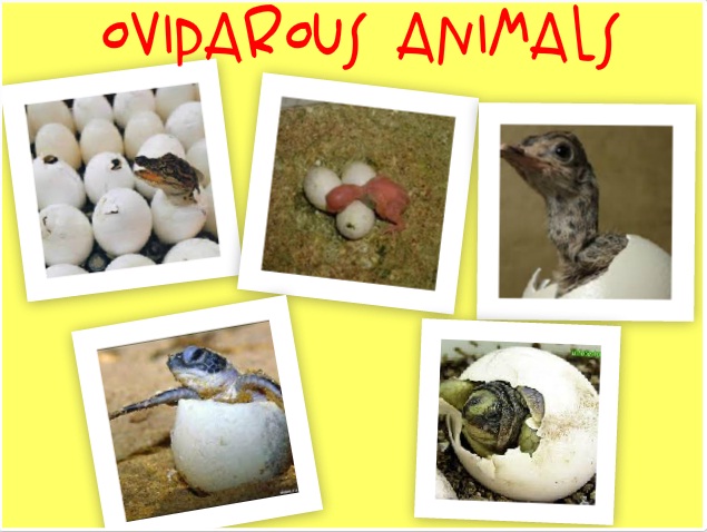 Oviparous Animals